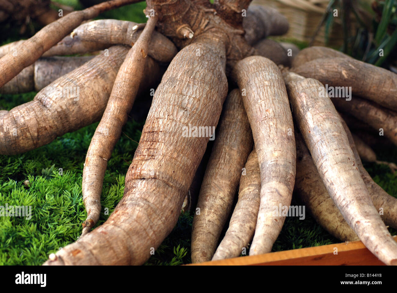Tapioca Root