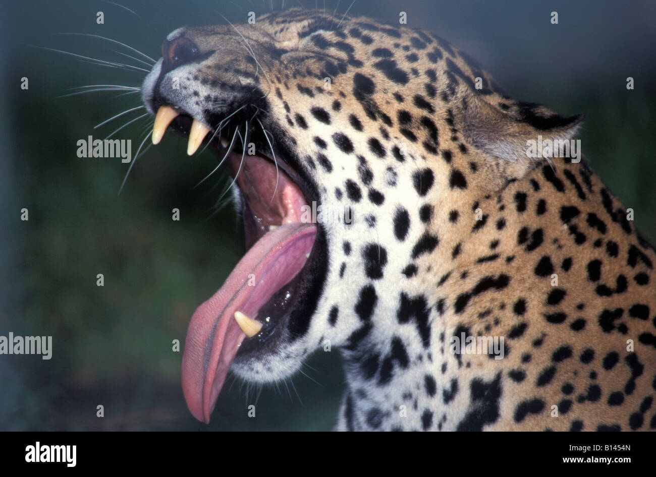 panthere Female Leopard yawning Panthera pardus adult adults Africa ...