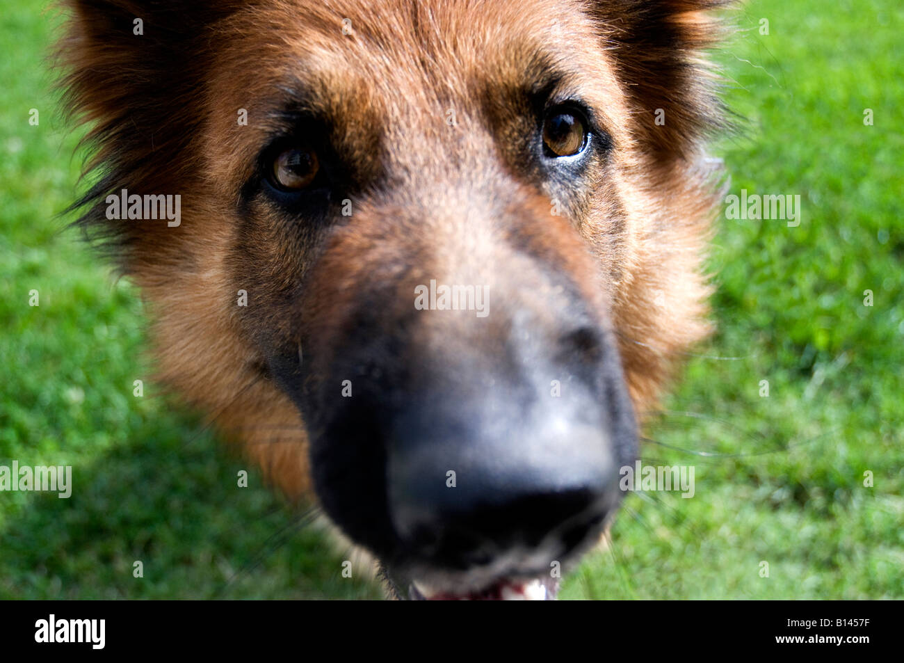 Close up portrait of a German Shepherd dog Stock Photo - Alamy