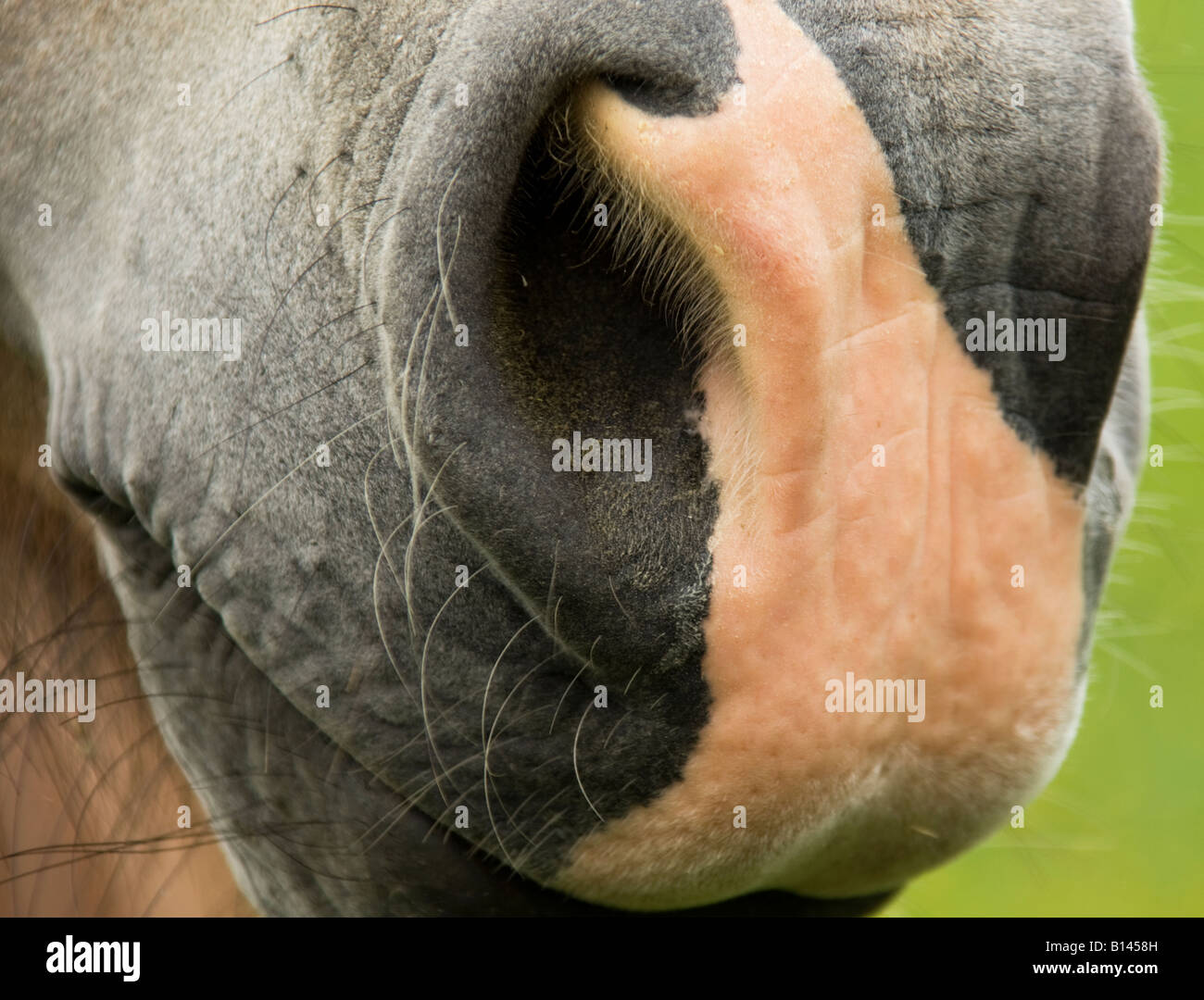 Close-up of horse Nose,Essex,England,UK Stock Photo - Alamy