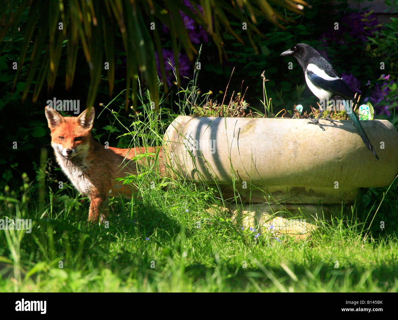 The urban Fox and Magpie in a garden in central London Stock Photo - Alamy