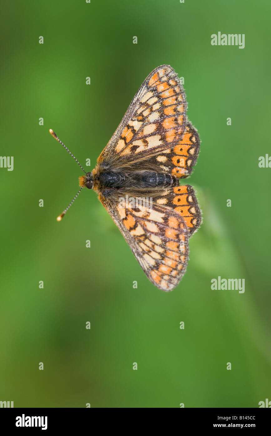 Marsh Fritillary Euphydryas aurinia female at rest with wings open ...