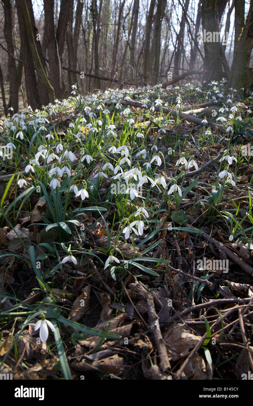 snowdrop flowers in forest Stock Photo - Alamy