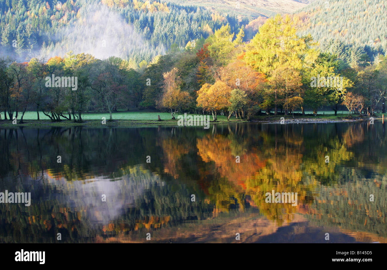 Reflection of trees in forest,Scotland,UK Stock Photo - Alamy