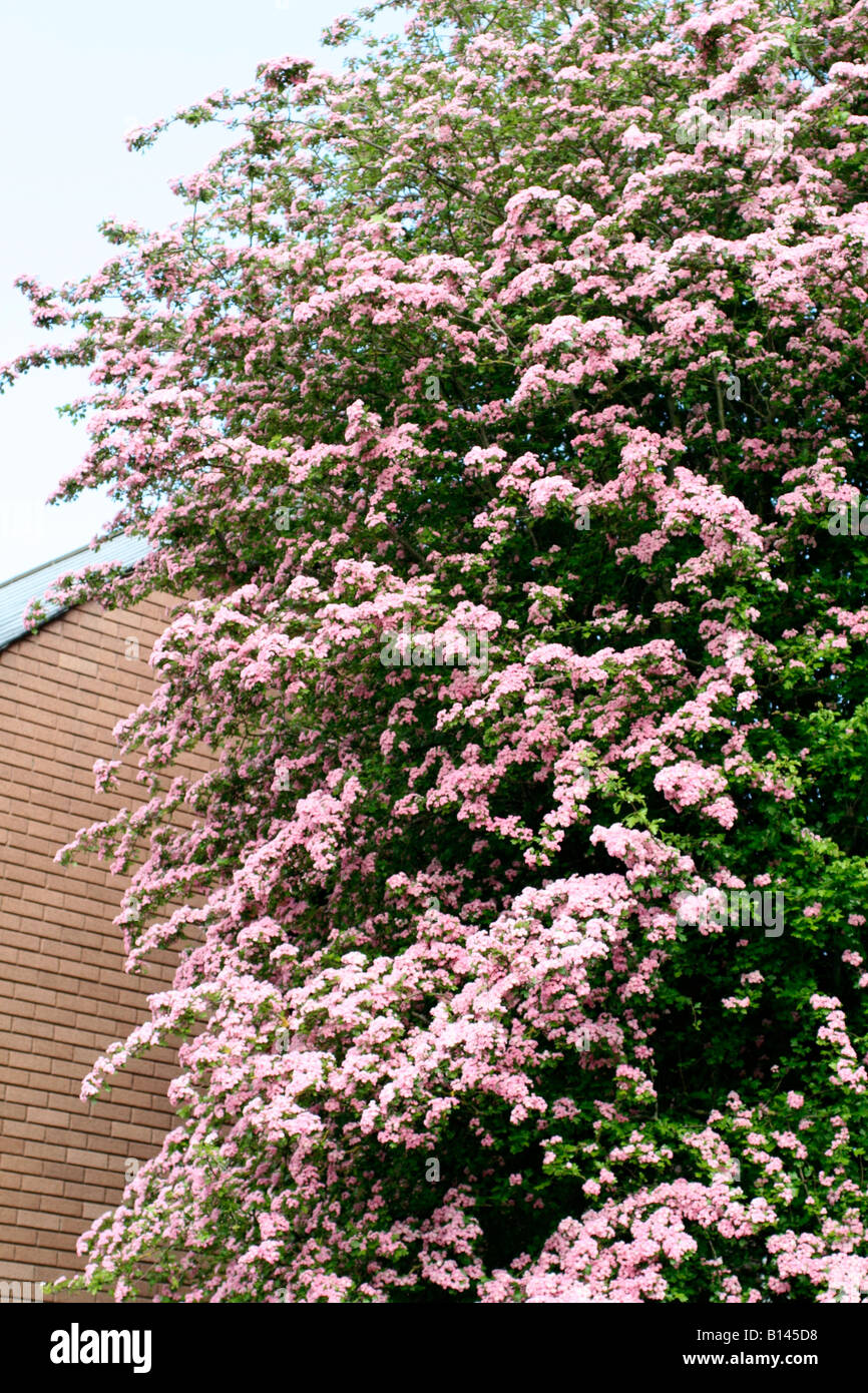 CRATAEGUS LAEVIGATA ROSEA FLORE PLENO AGM Stock Photo - Alamy
