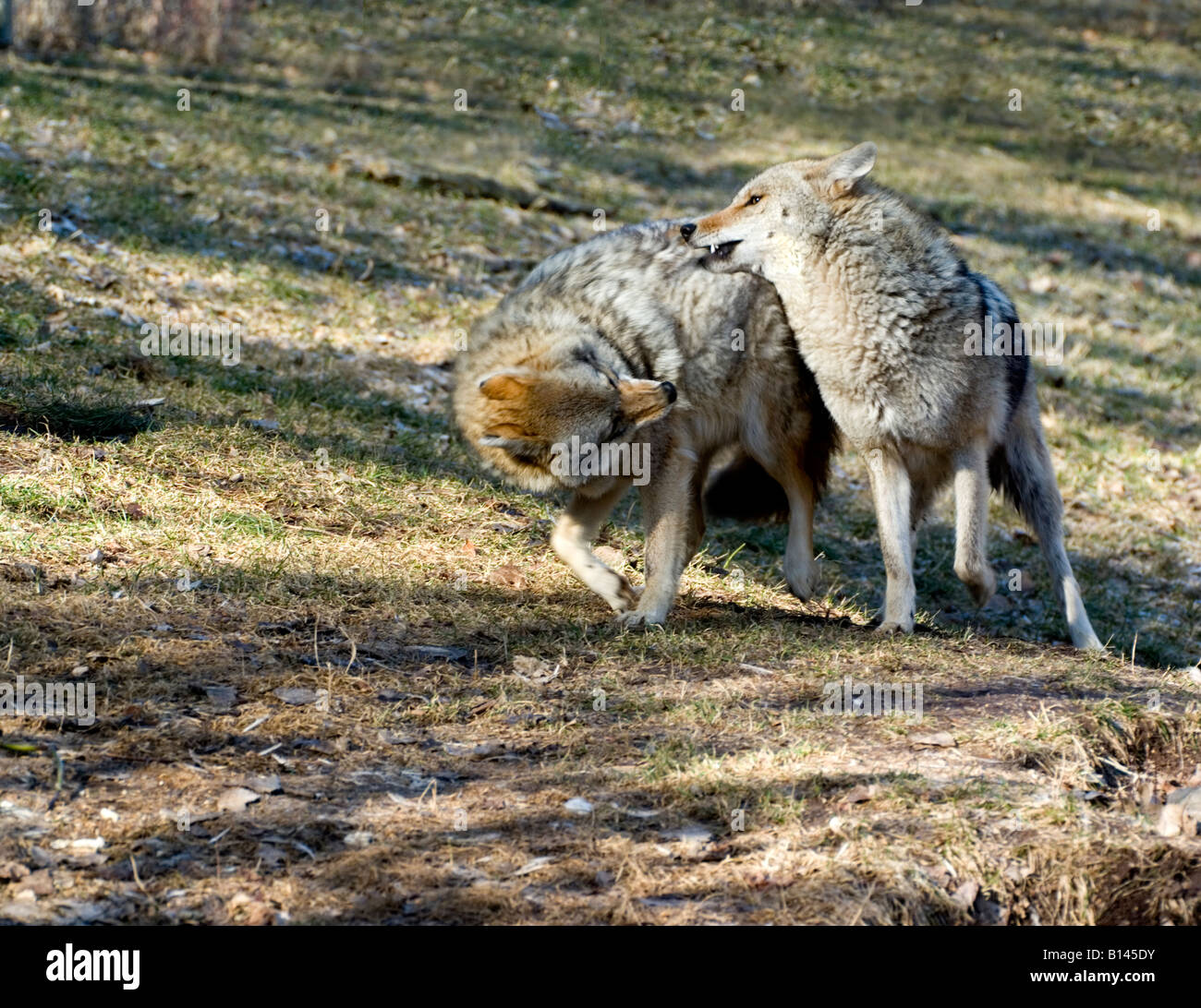 Two coyotes at play Canis latrans Stock Photo - Alamy