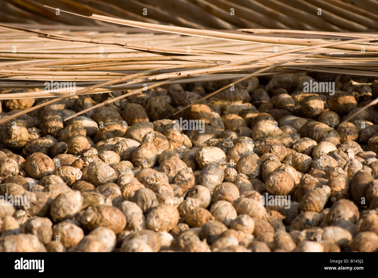 Areca nut husk hi-res stock photography and images - Alamy