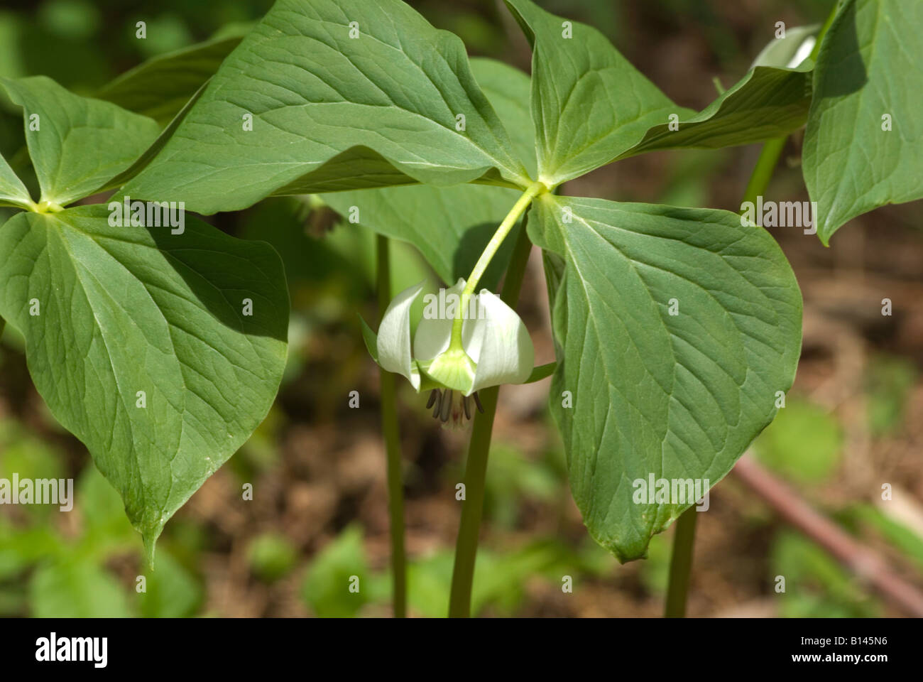 Nodding Trillium Trillium cernuum Blossom Stock Photo - Alamy