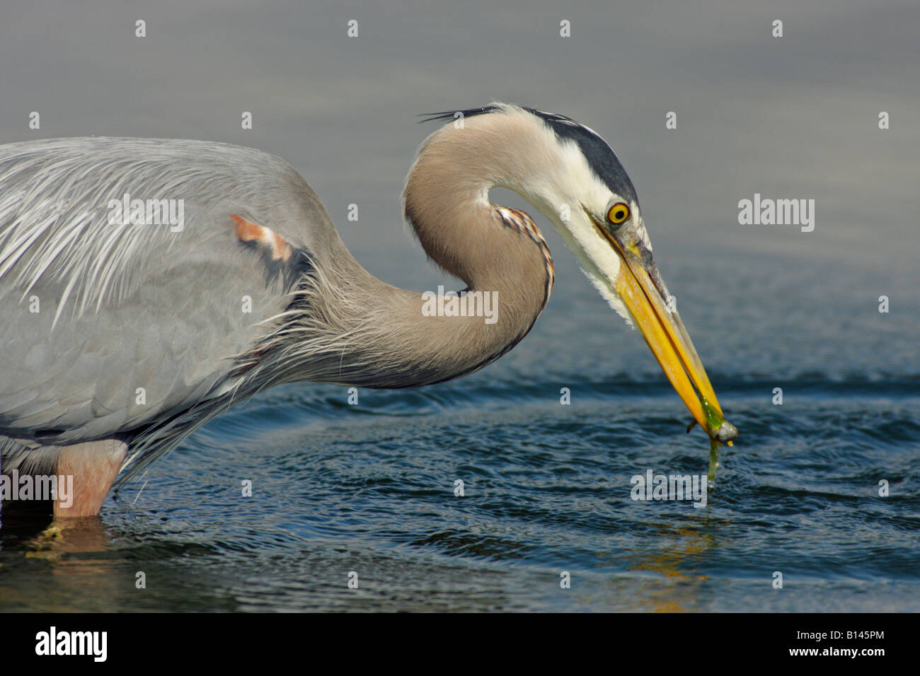 Victoria eel hi-res stock photography and images - Alamy