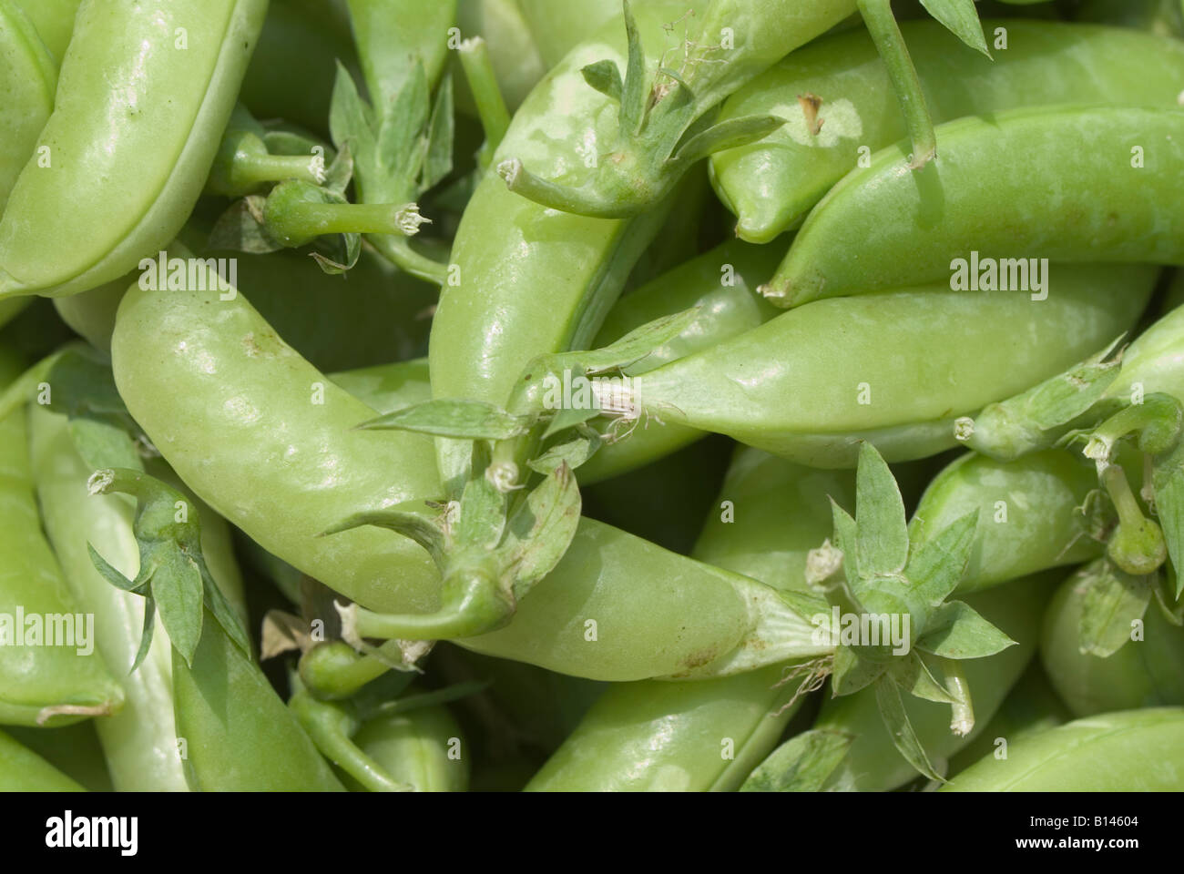 Pea pod pea hi-res stock photography and images - Alamy