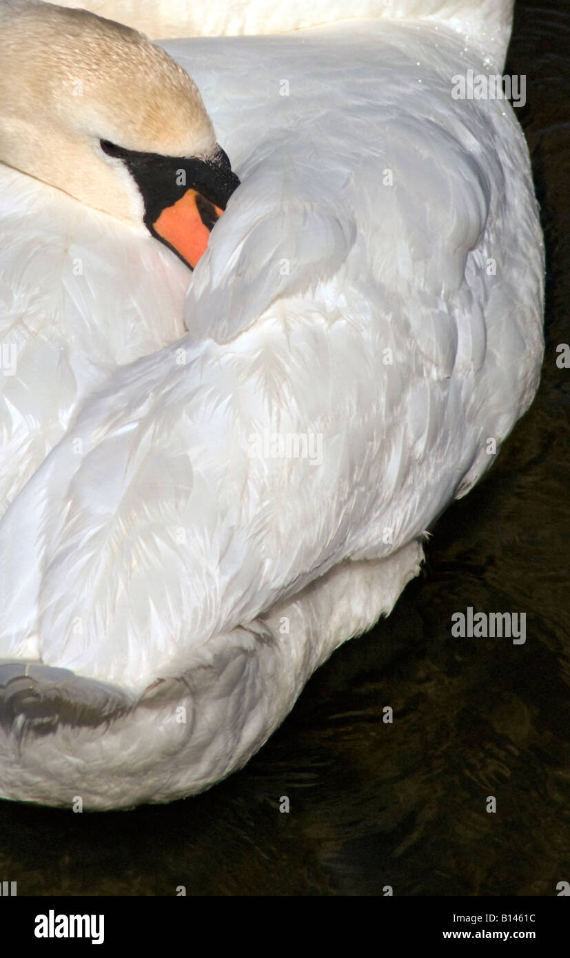 A mute swan resting Stock Photo - Alamy