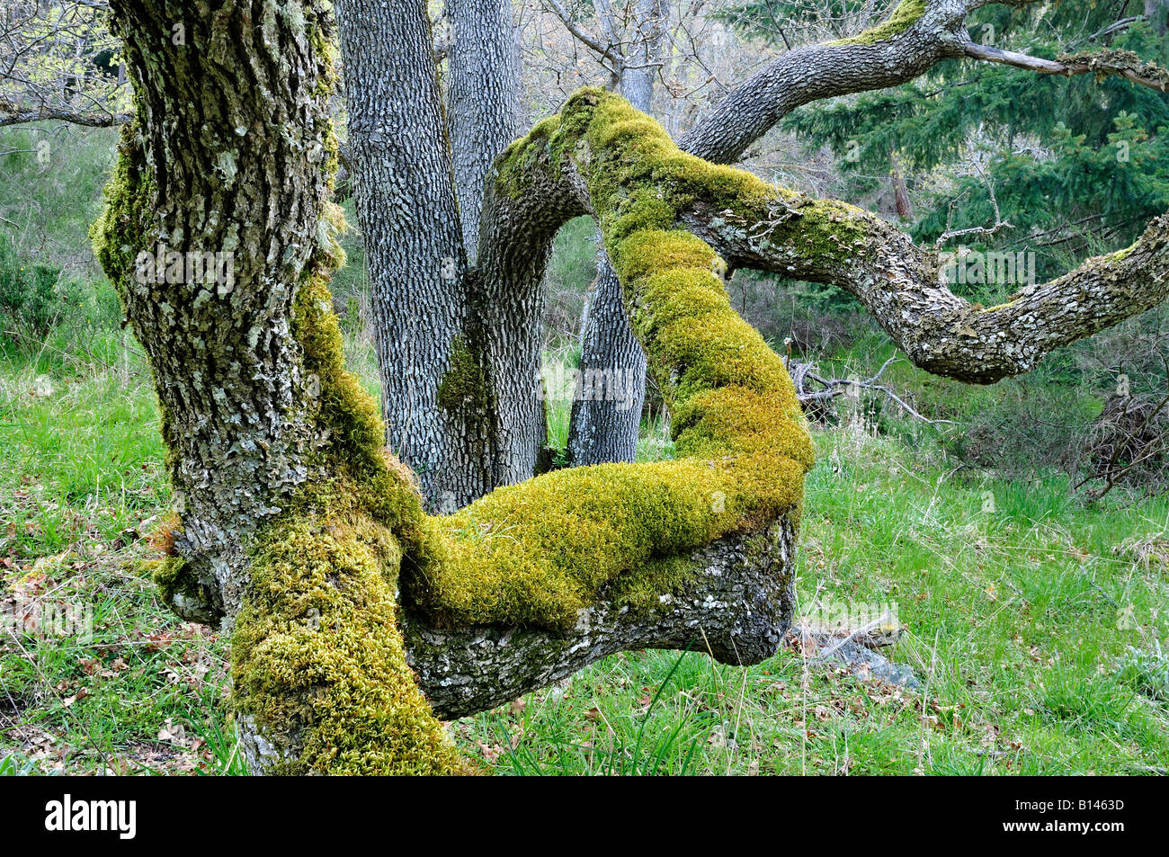 Garry oak tree quercus garryana garry oak tree hi-res stock photography ...