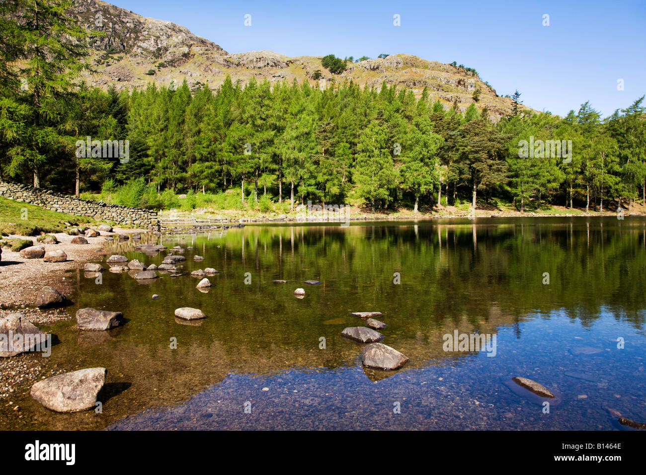 Blea Tarn Springtime In May Reflections Of The Tarn's Pine Trees On The ...