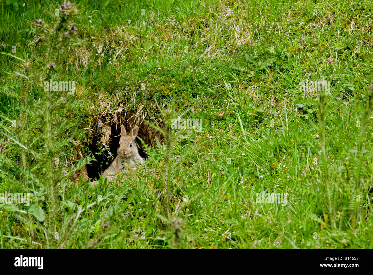 a young rabbit sitting outside its burrow, taken just north of glasgow ...