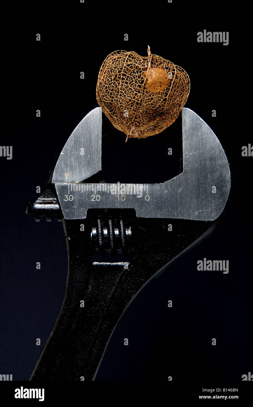 Chinese Lantern Pod balancing on Bolt wrench black background Stock ...