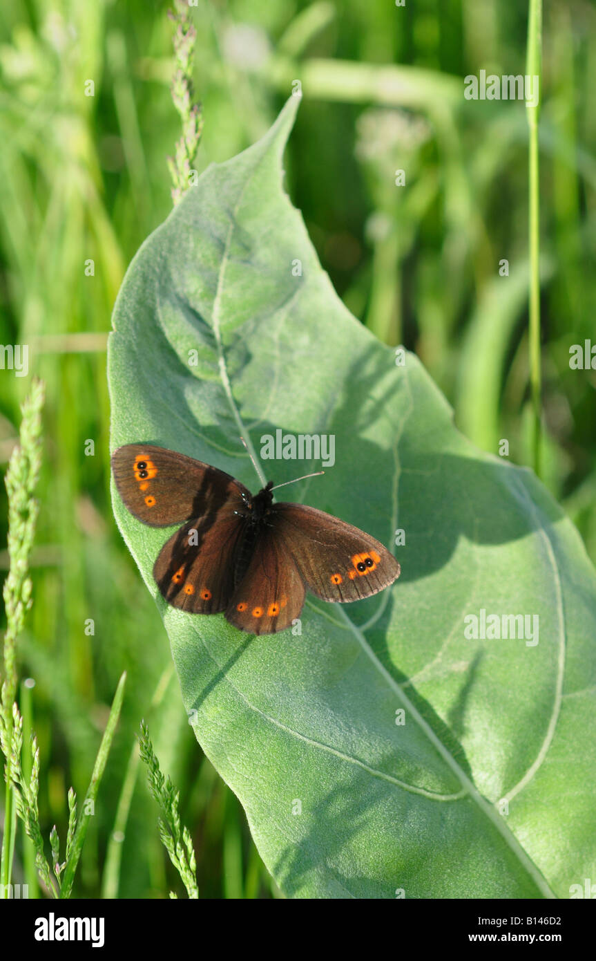 Butterfly Common Alpine Erebia epipsodea epipsodea Kalamalka Lake ...