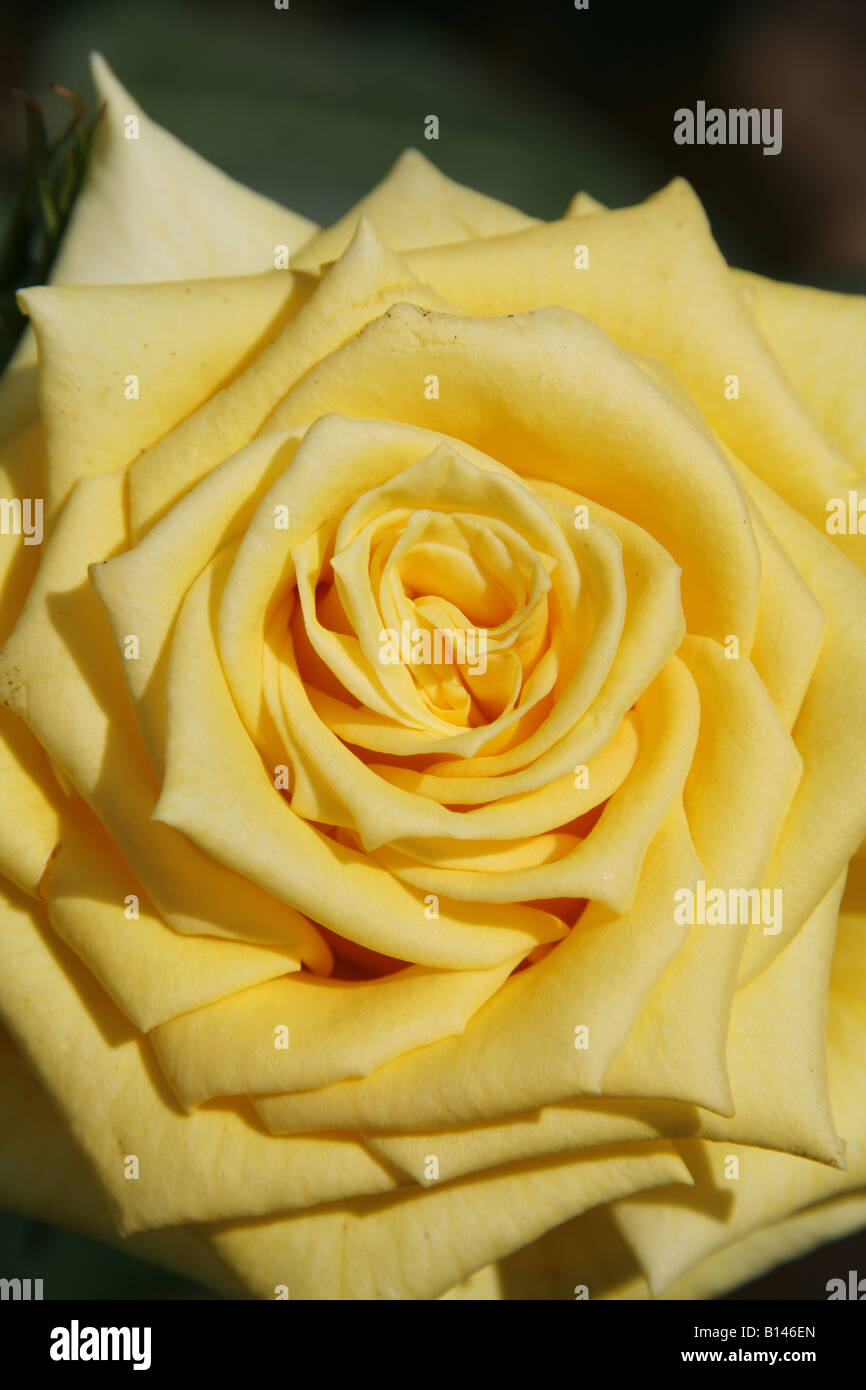 close up of one single yellow rose in garden Stock Photo - Alamy