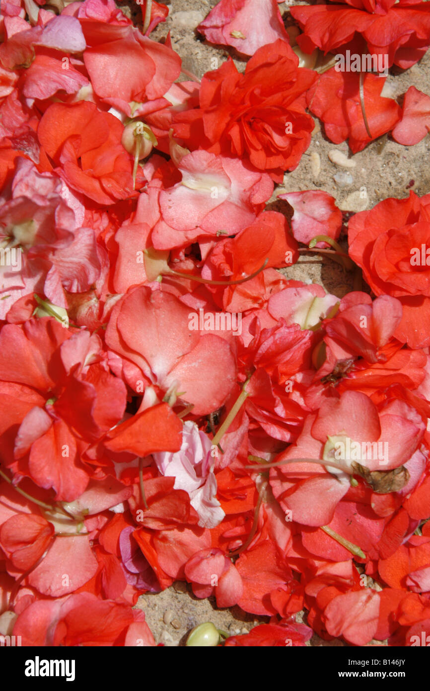 Dead flower petals on floor hi-res stock photography and images - Alamy