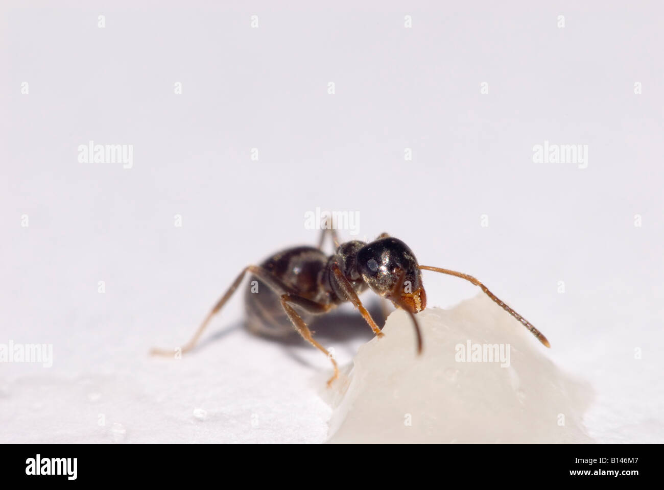 Black Garden Ant (Lasius niger) in the uk Stock Photo - Alamy