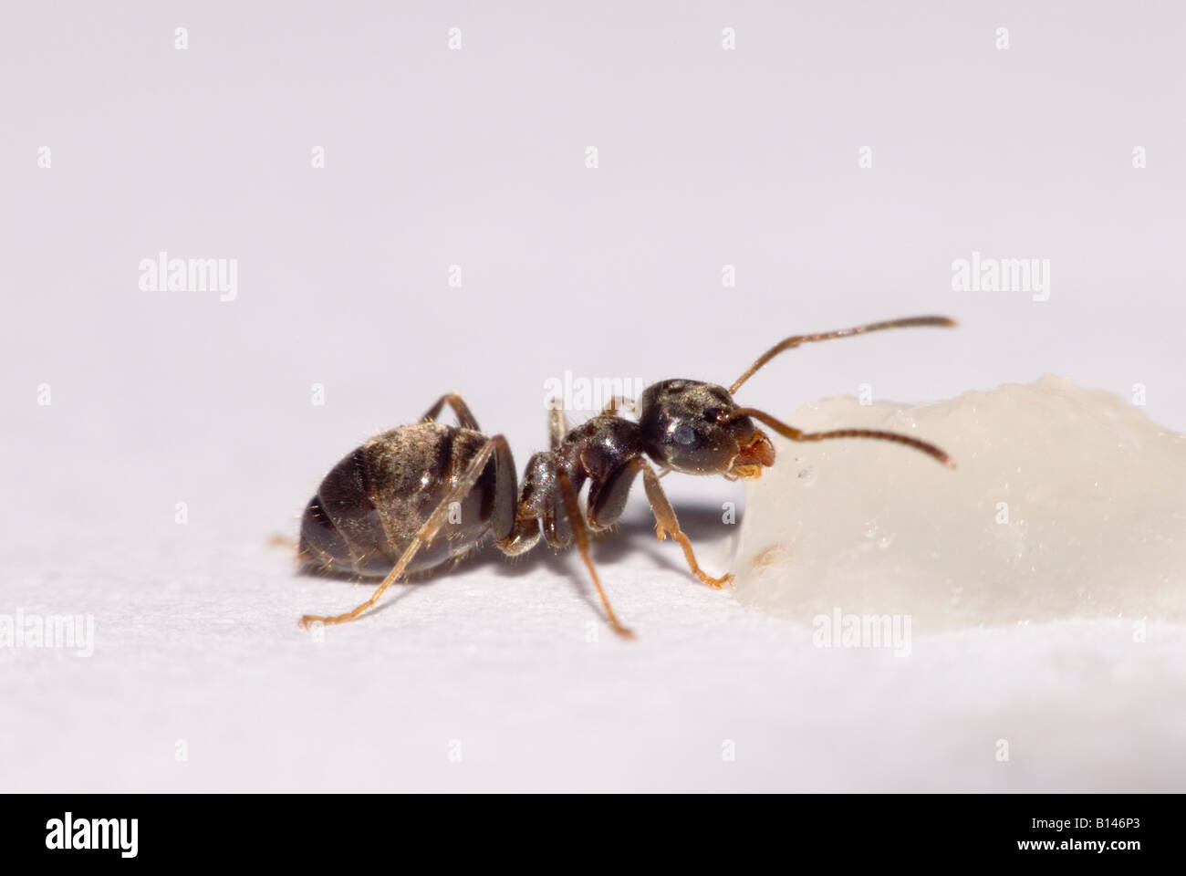Ants close up hi-res stock photography and images - Alamy