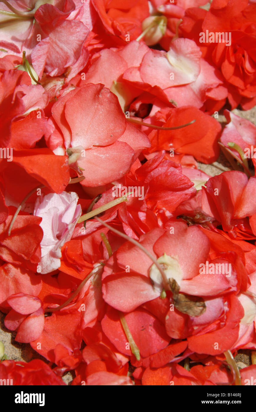 Dead flower petals on floor hi-res stock photography and images - Alamy