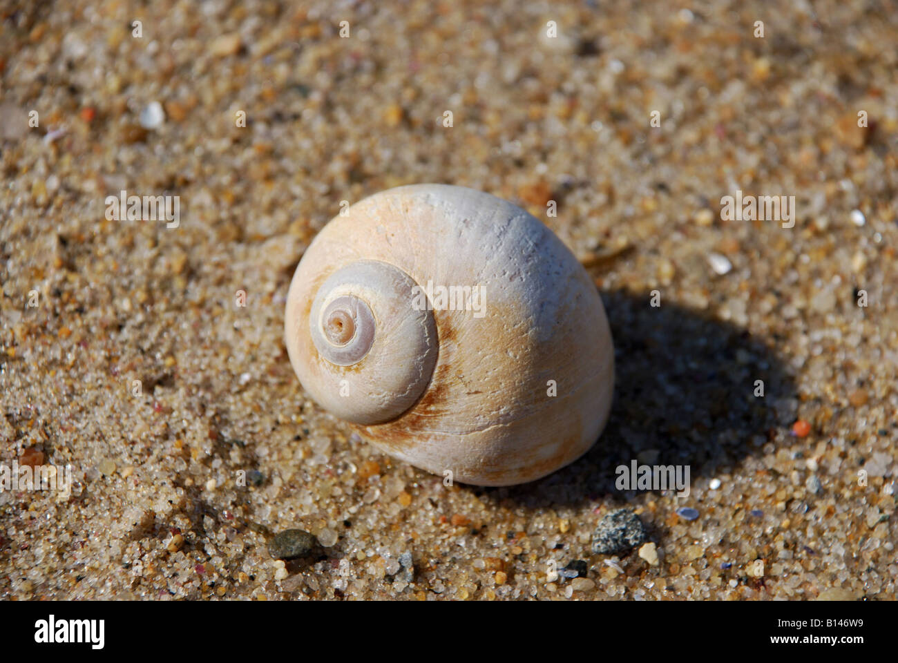 Seashell on the beach Stock Photo - Alamy