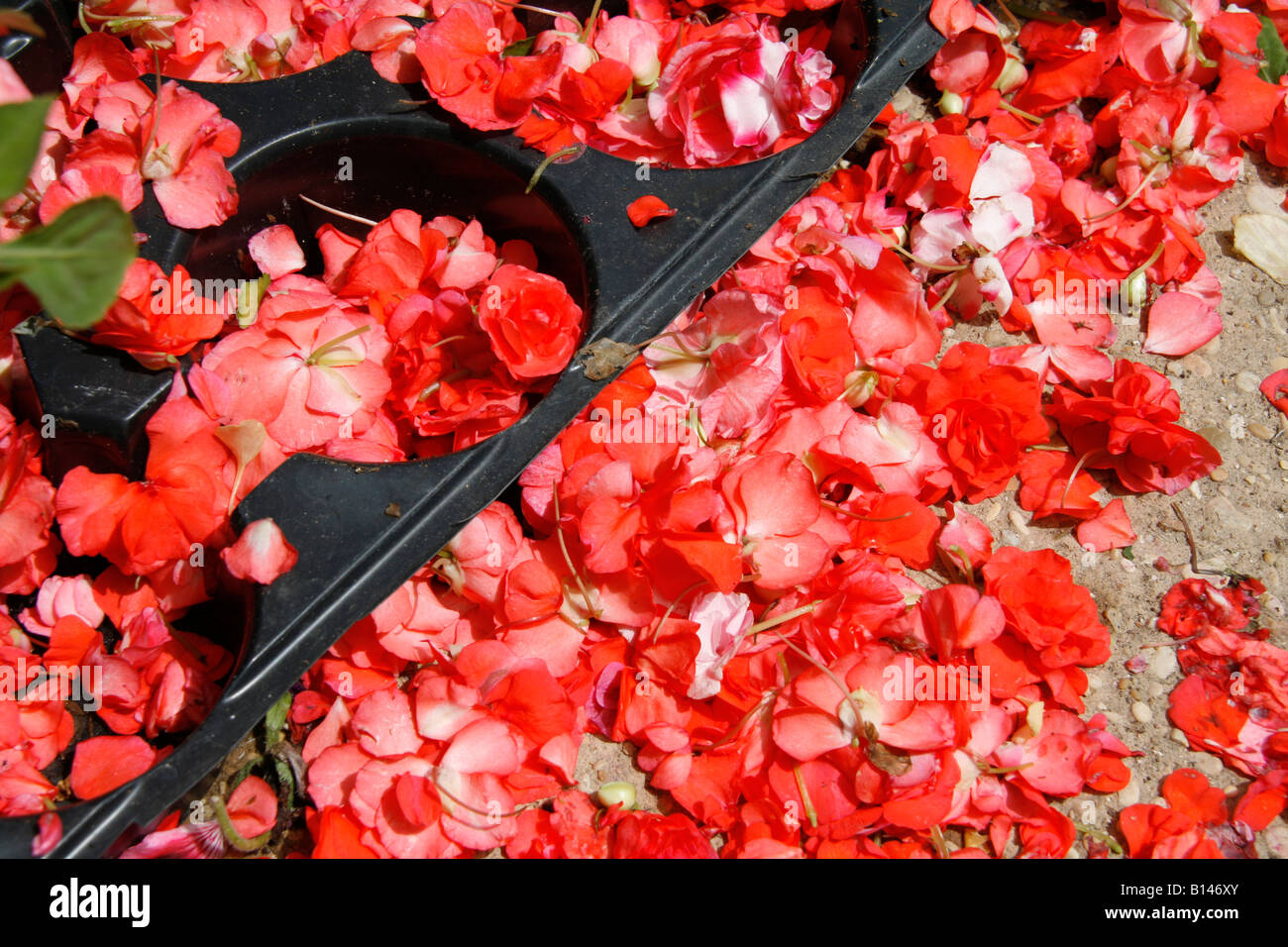 Dead flower petals on floor hi-res stock photography and images - Alamy