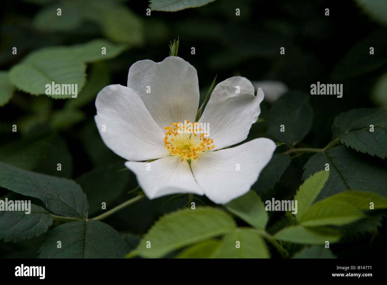 A white flower on a rose type plant Stock Photo - Alamy