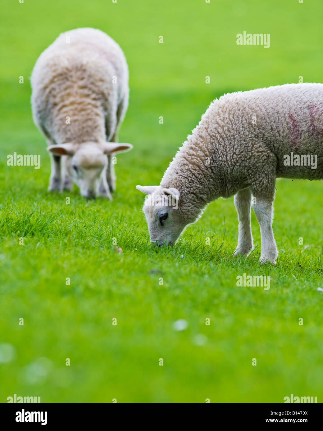 Spring lambs on a farm near Wall in Northumberland, England Stock Photo ...