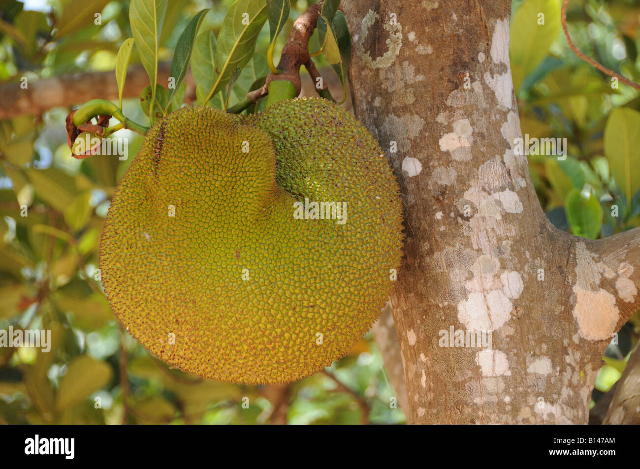 Large jackfruit growing Central Highlands Vietnam Stock Photo - Alamy
