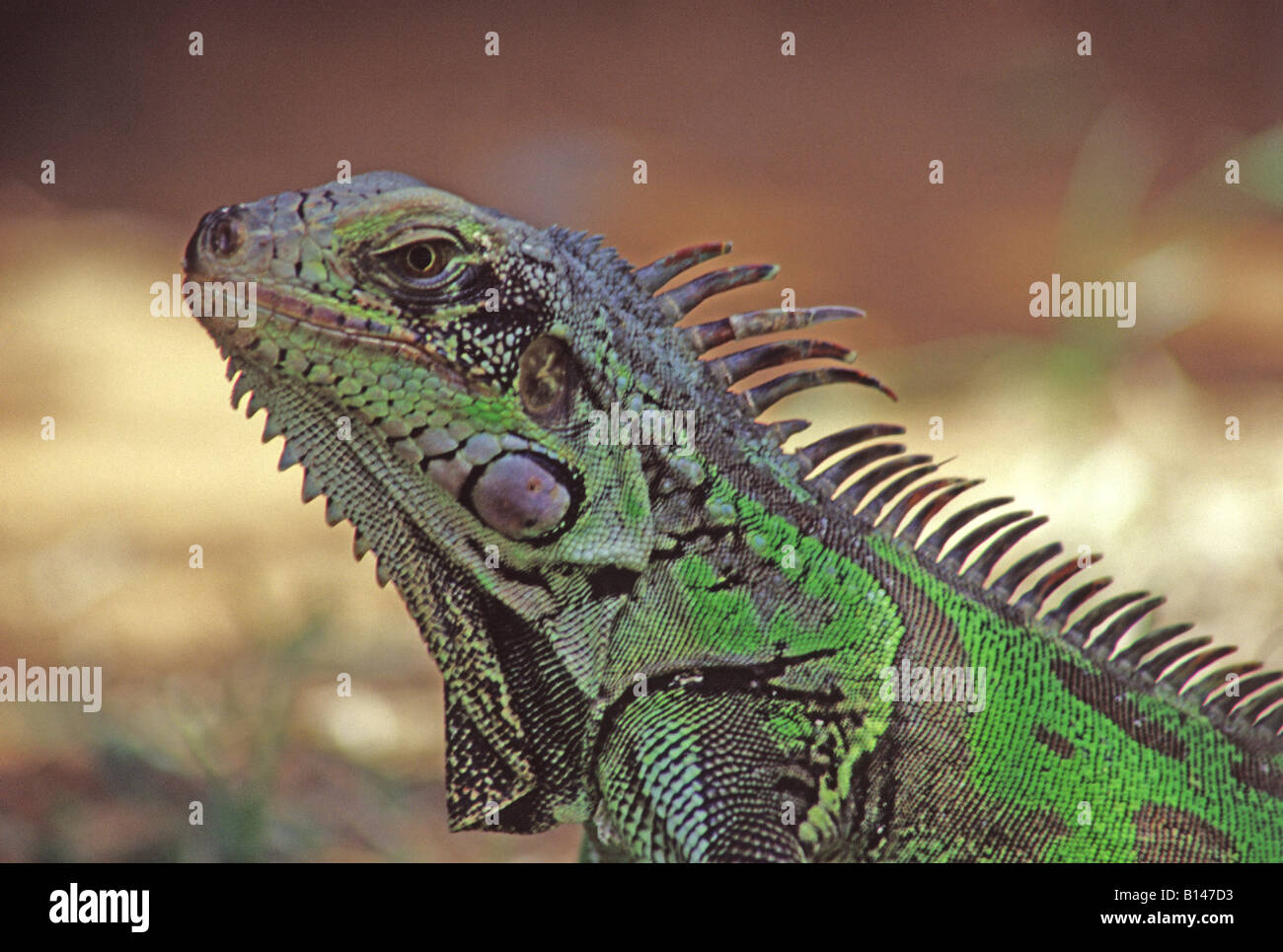 The common iguana at margarita hi-res stock photography and images - Alamy