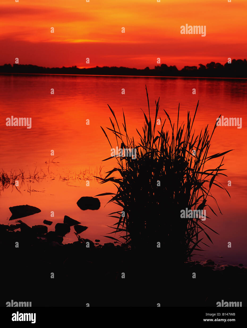 Reeds on shore lake sunset hi-res stock photography and images - Alamy