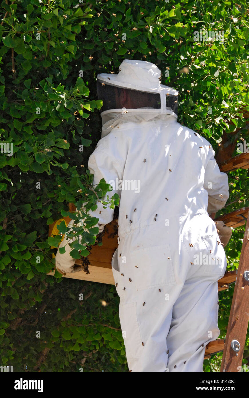"swarm of ^honeybees being captured in portable ^beehive by ^beekeeper ...