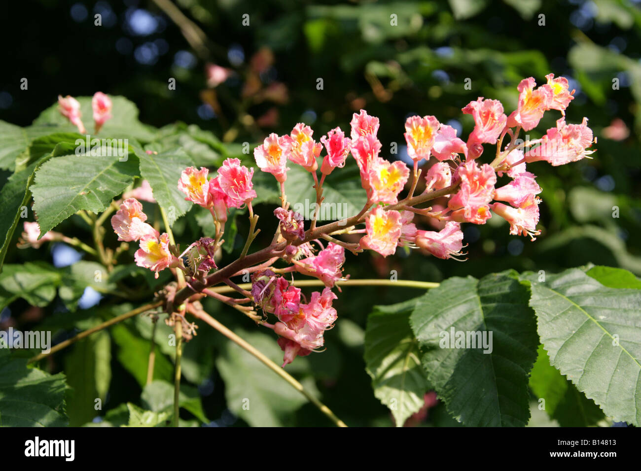 Red horse chestnut hi-res stock photography and images - Alamy