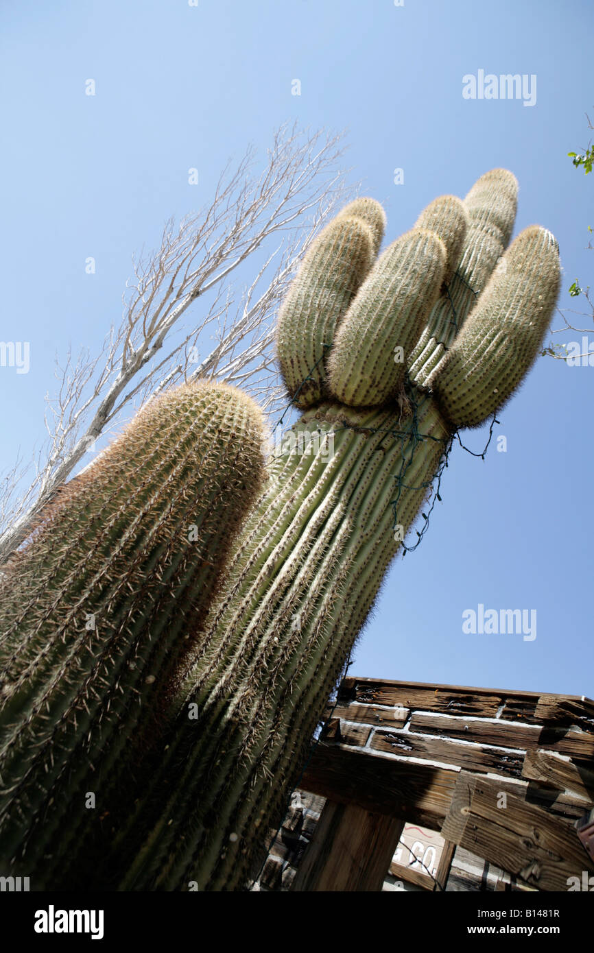 Cactus at Pioneertown, abandoned western movie set in the Coachella ...