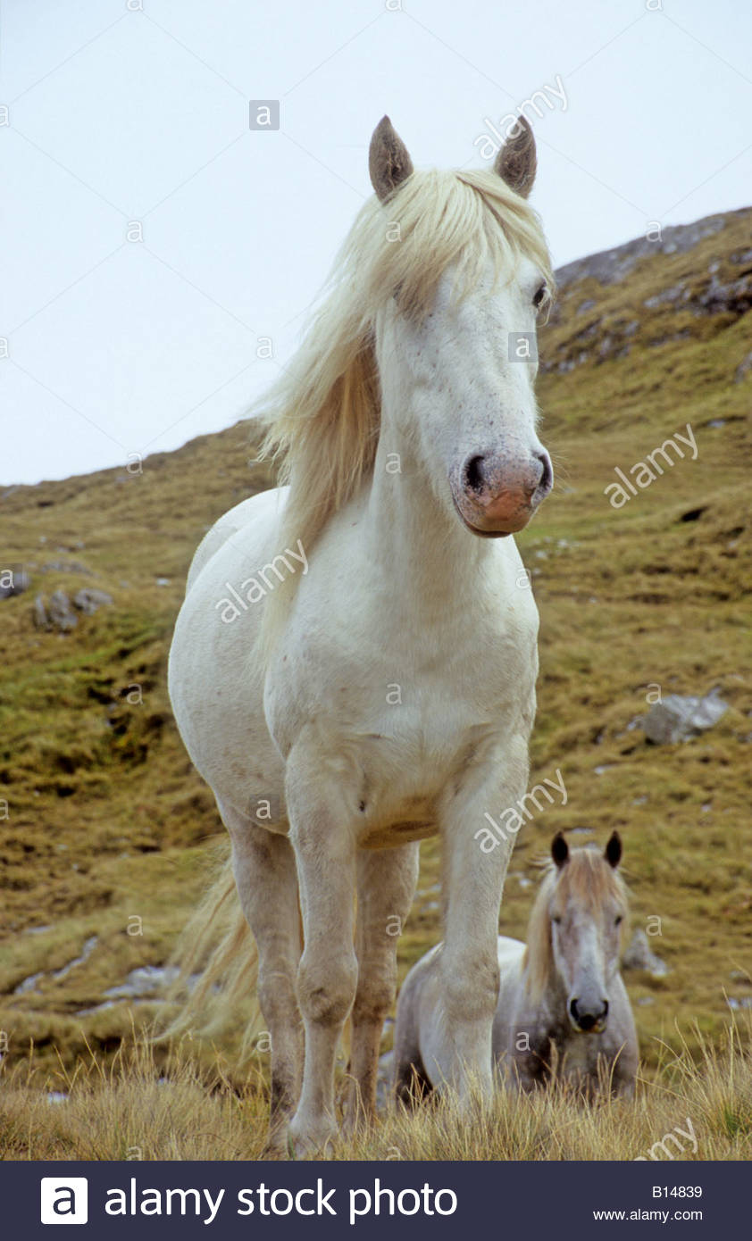 Eriskay Pony Stock Photos & Eriskay Pony Stock Images - Alamy