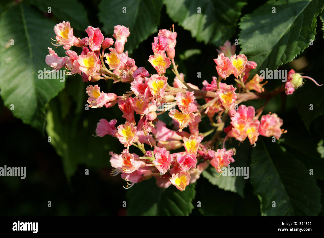 Red horse chestnut tree hi-res stock photography and images - Alamy