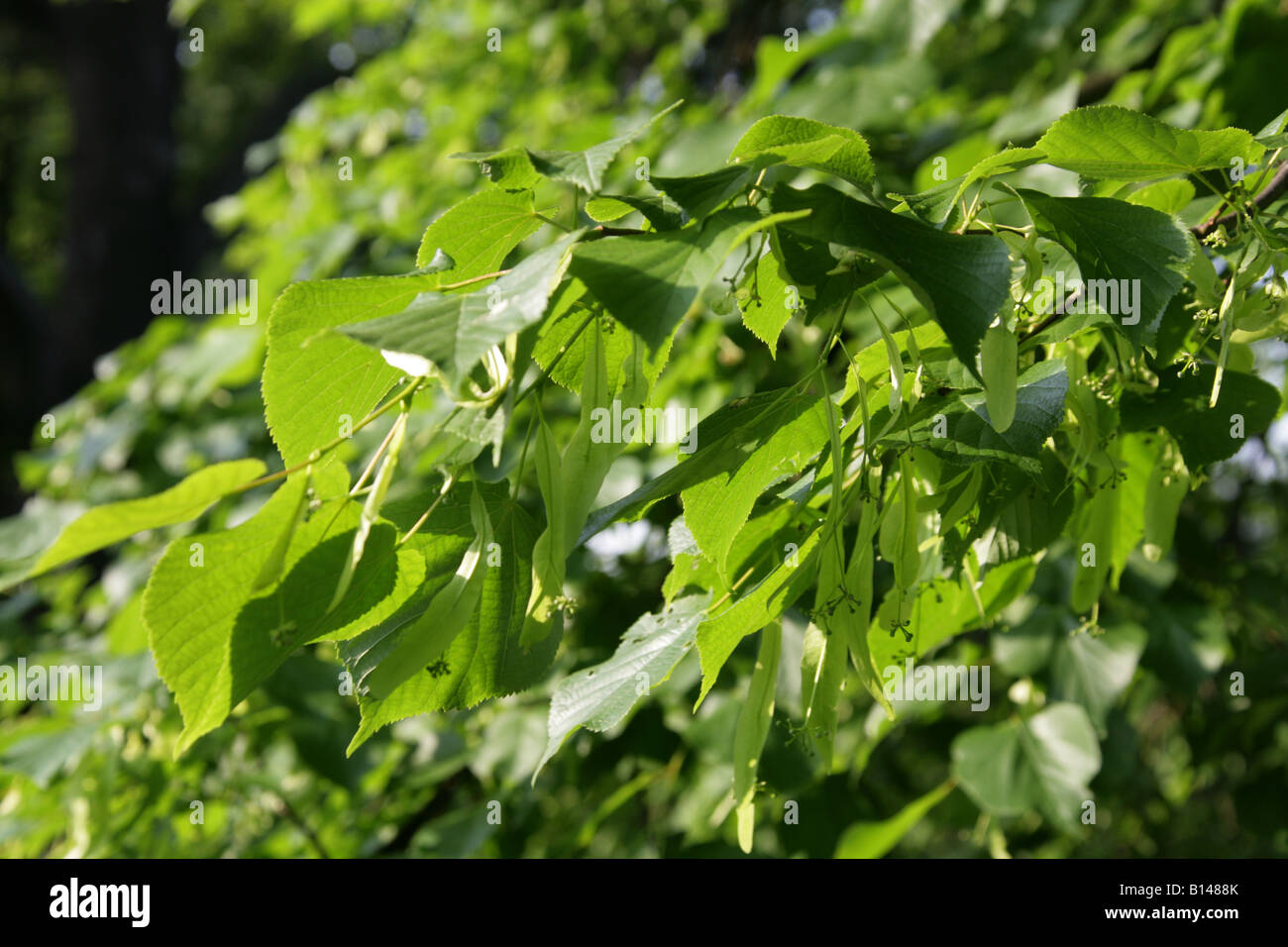 Lime tree hi-res stock photography and images - Alamy