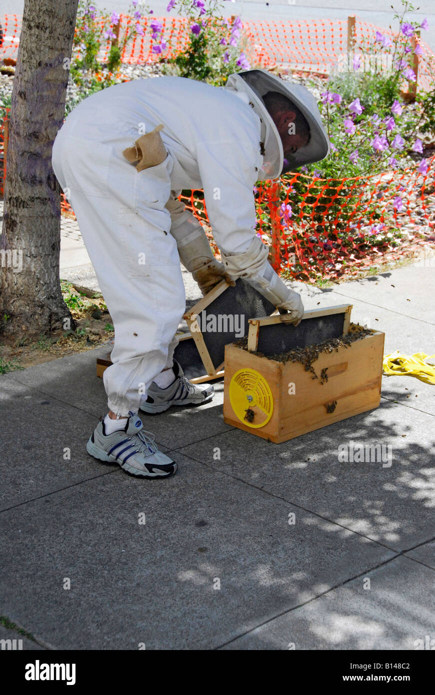 "swarm of ^honeybees being captured in portable ^beehive by ^beekeeper ...