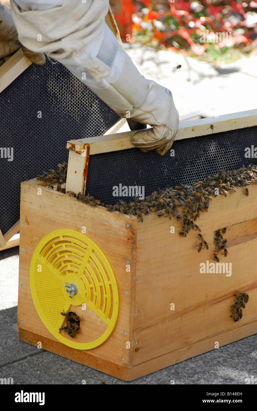 "swarm of ^honeybees being captured in portable ^beehive by ^beekeeper ...
