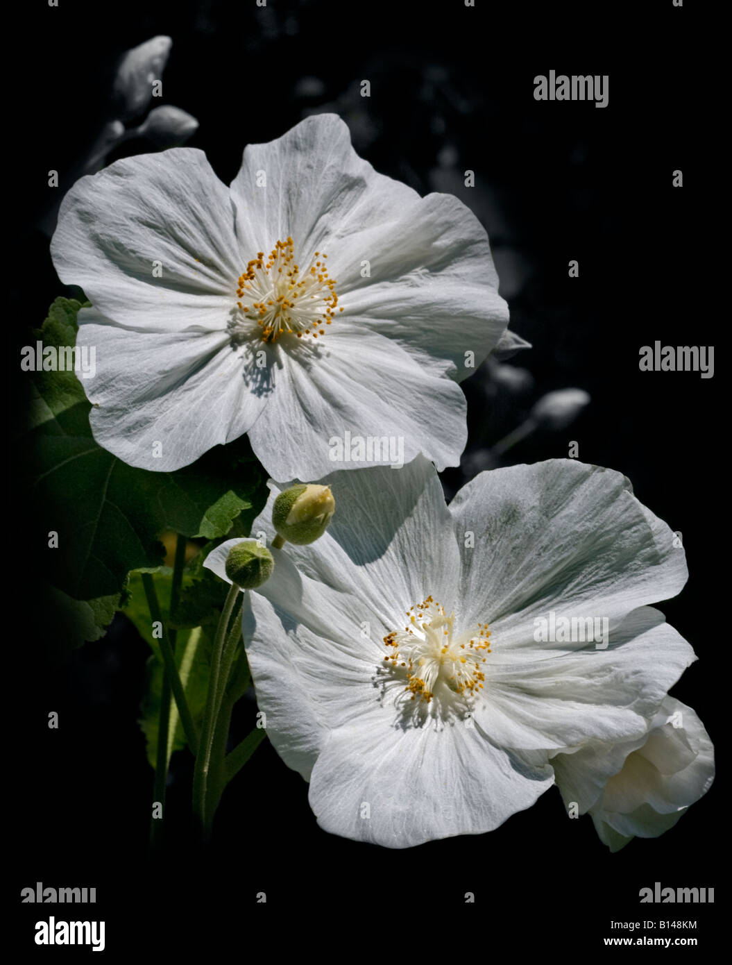 White poppies hi-res stock photography and images - Alamy