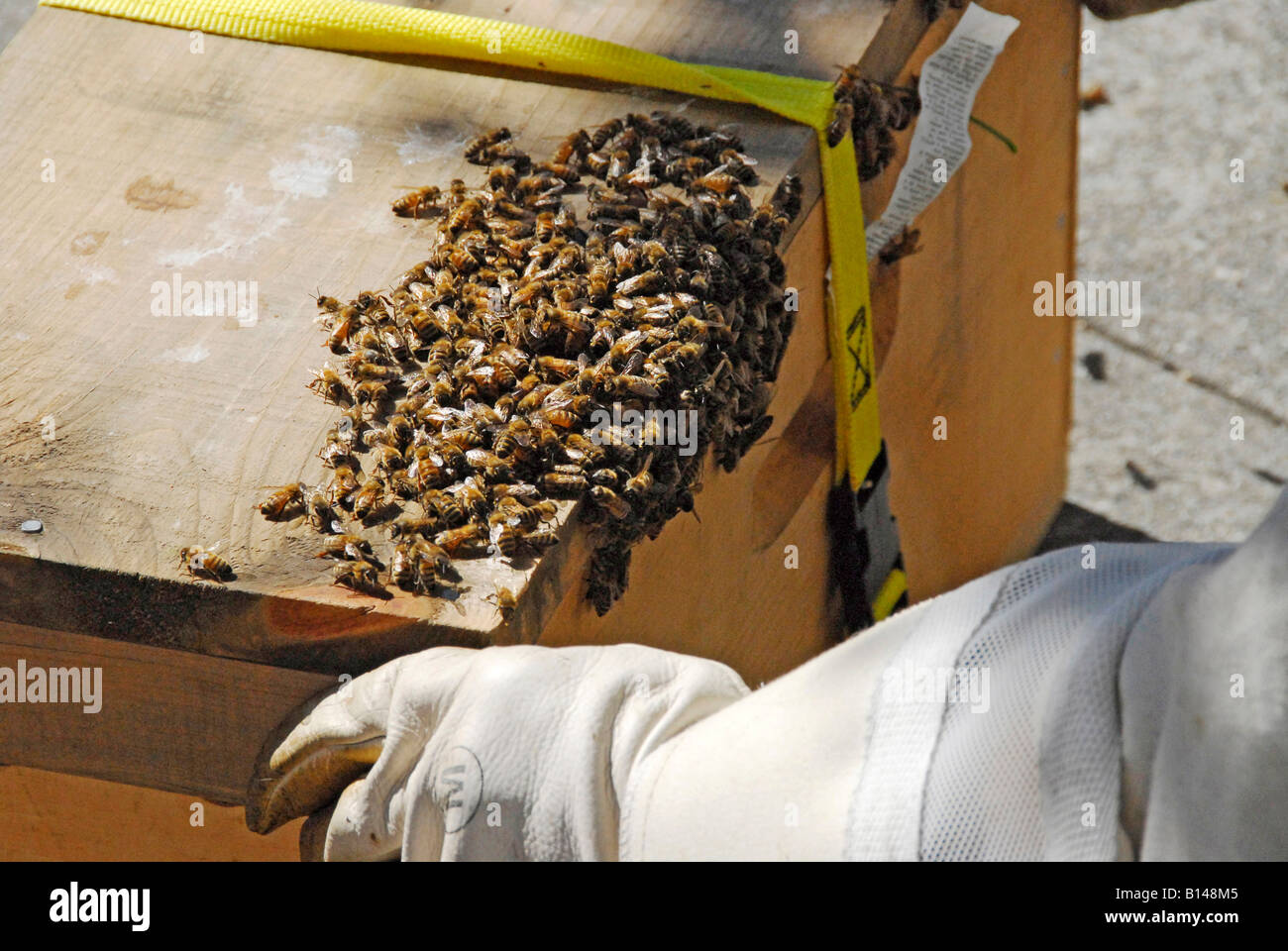 "swarm of ^honeybees being captured in portable ^beehive by ^beekeeper ...