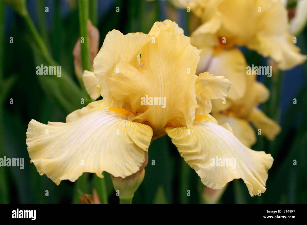 Iris bearded june hi-res stock photography and images - Alamy