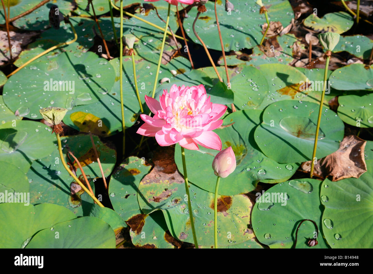 One lotus flower hi-res stock photography and images - Alamy