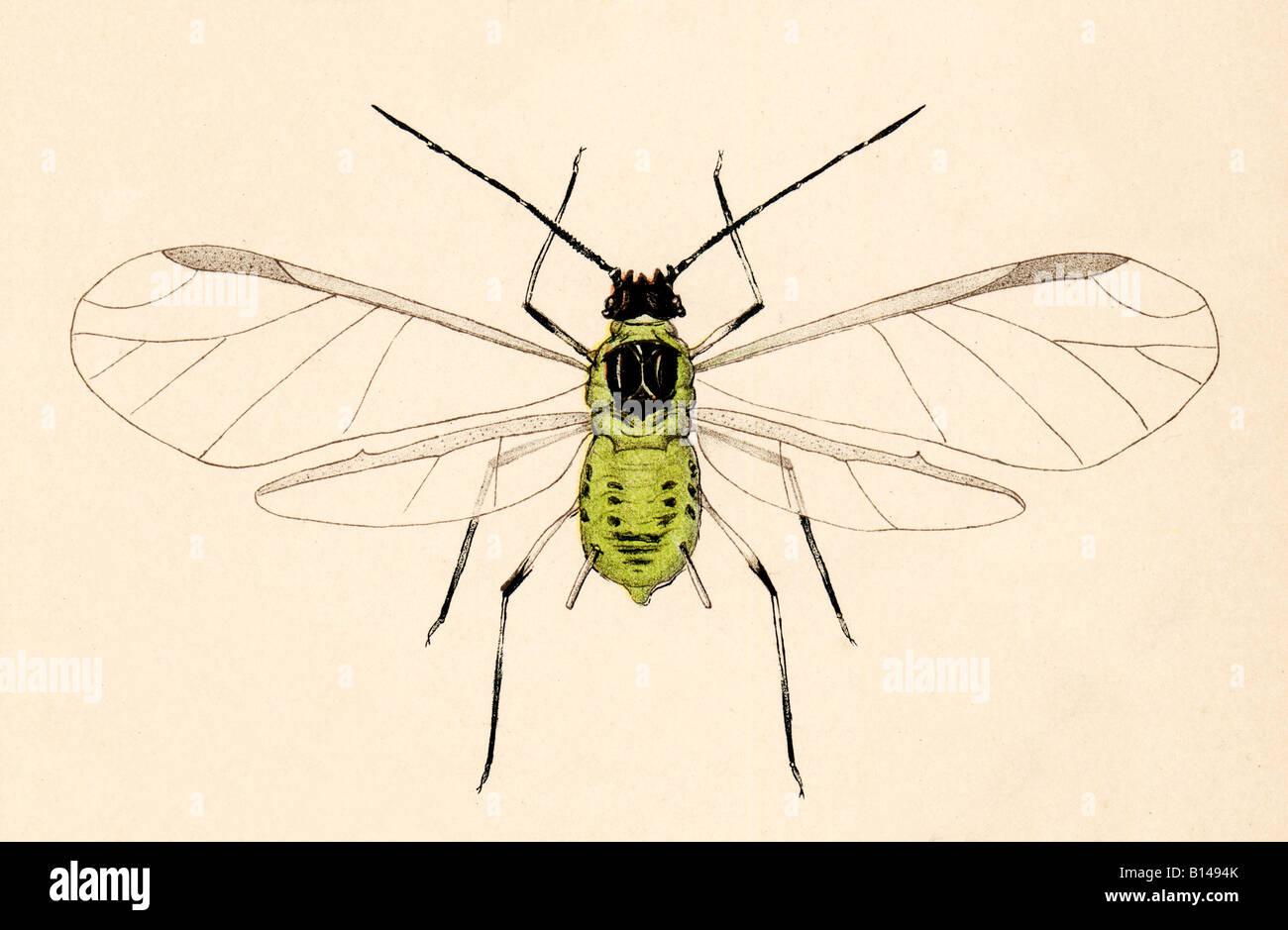 antique illustration showing the damson hop aphid Phorodon humuli Stock ...