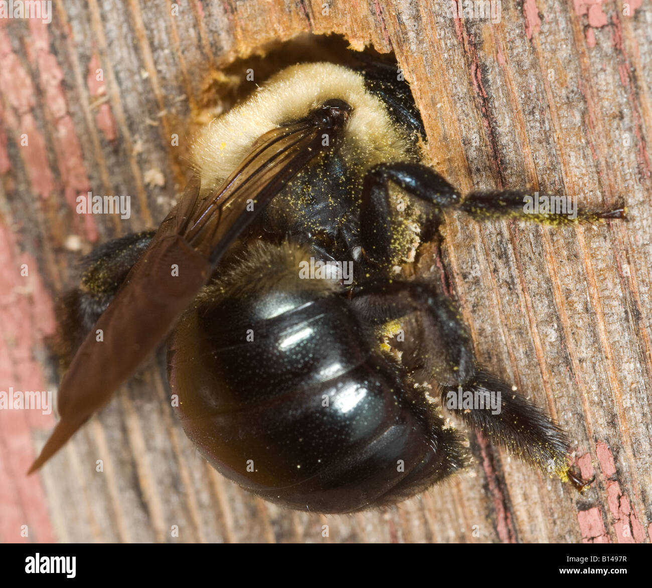 Female carpenter bee Xylocopa virginica excavating a nesting tunnel in ...