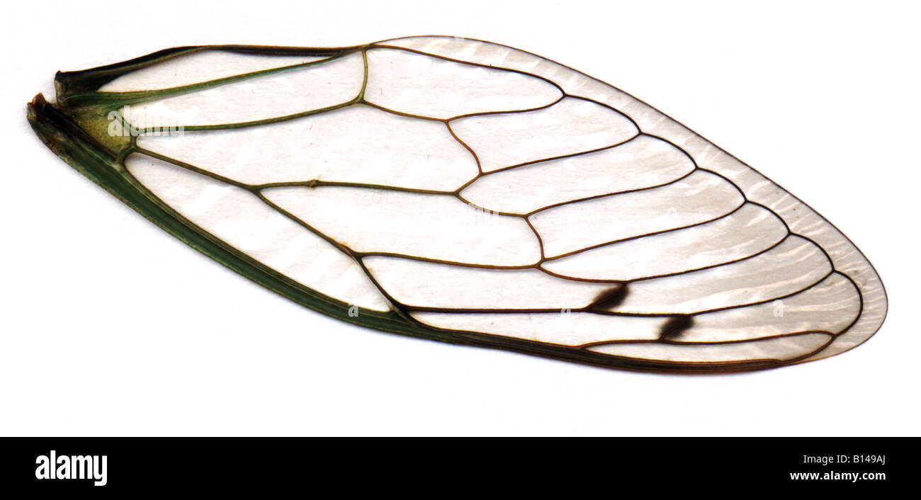 cicada wing closeup Stock Photo - Alamy