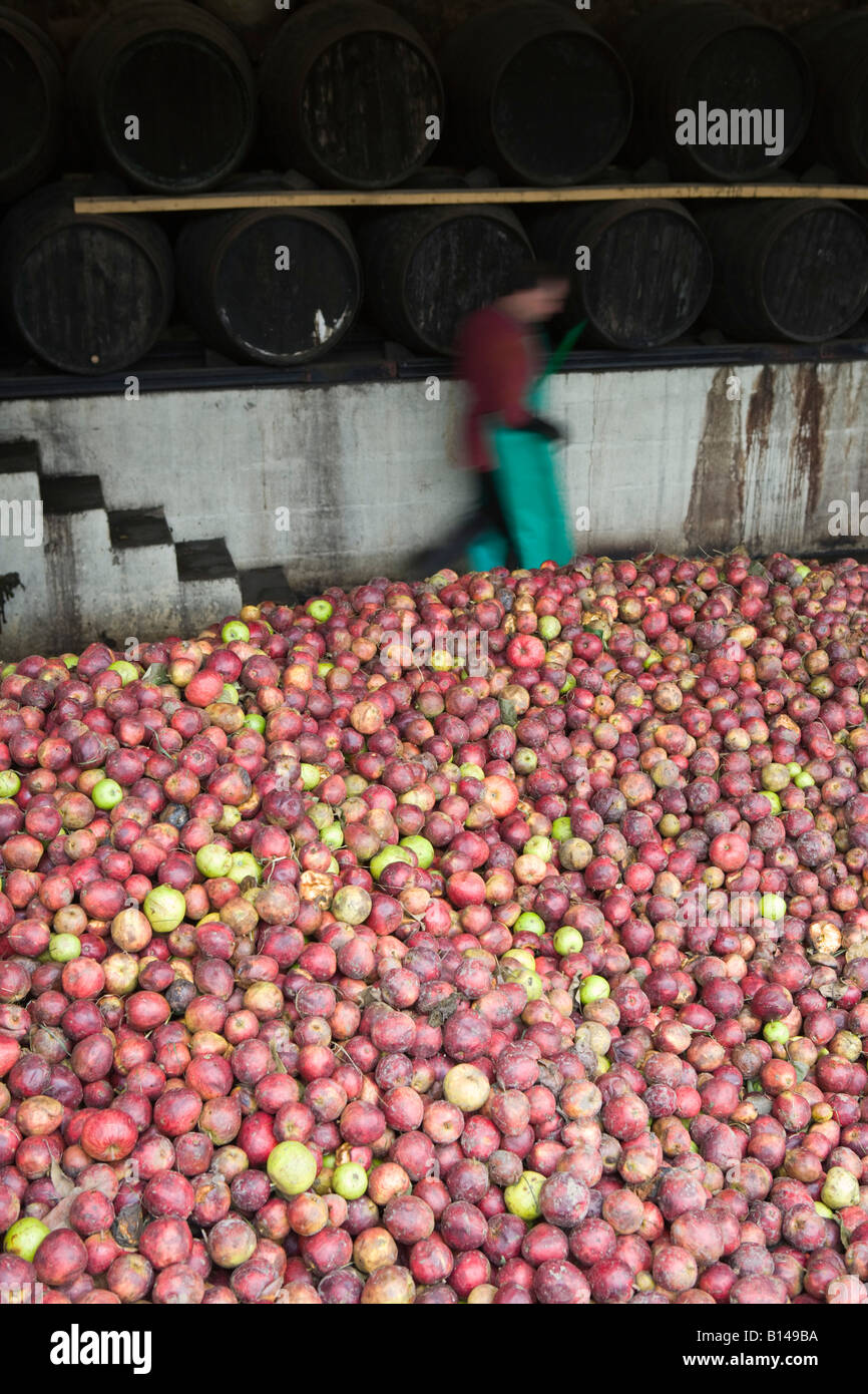 Perry's Cider, Somerset, UK. Traditional cider producers. piles of ...