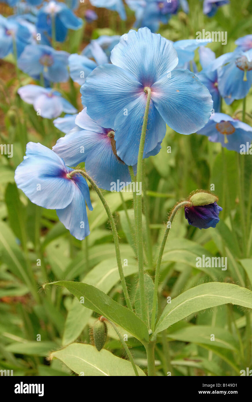 Hairy poppy hi-res stock photography and images - Alamy