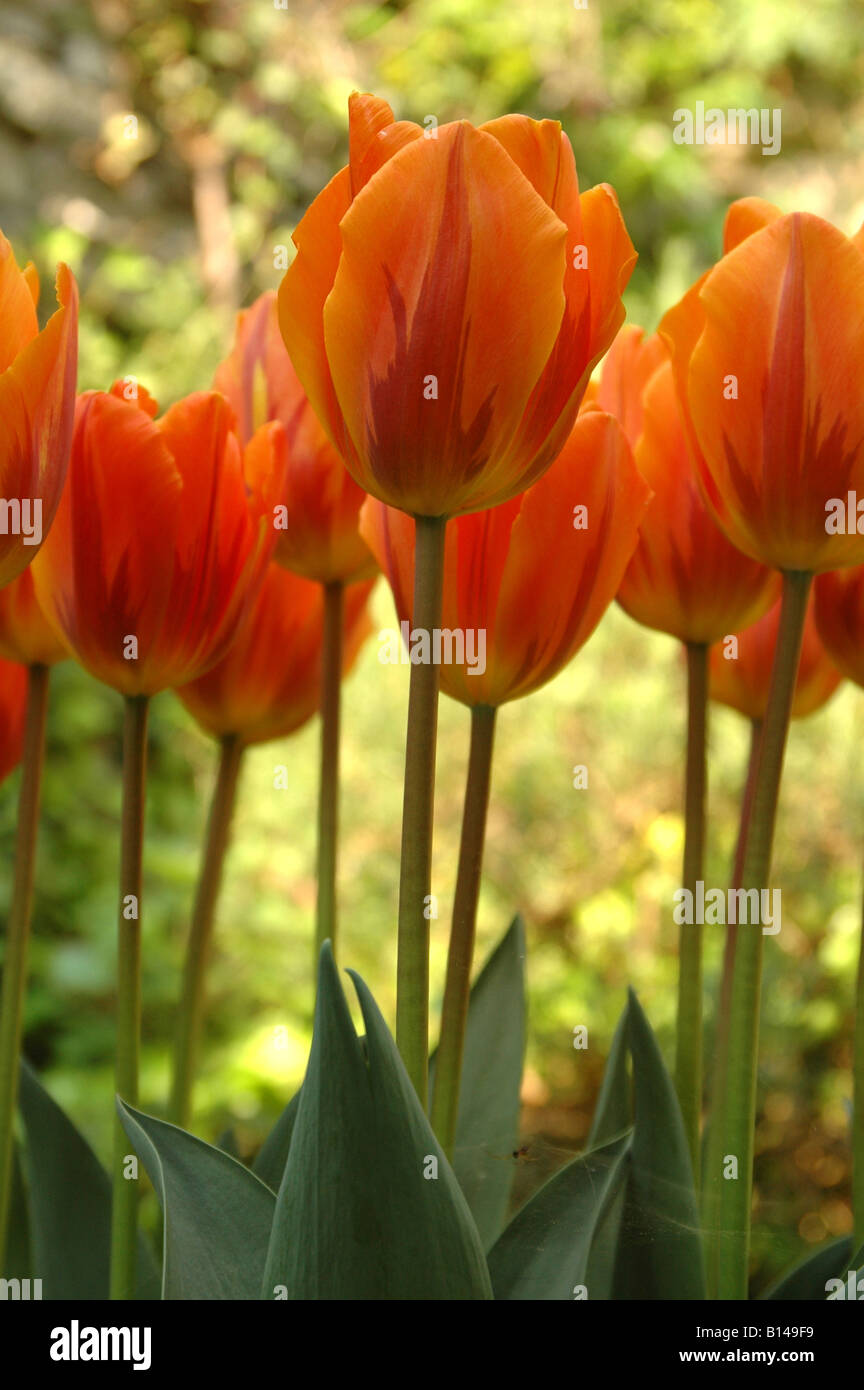 Tulips in dappled shade Stock Photo - Alamy